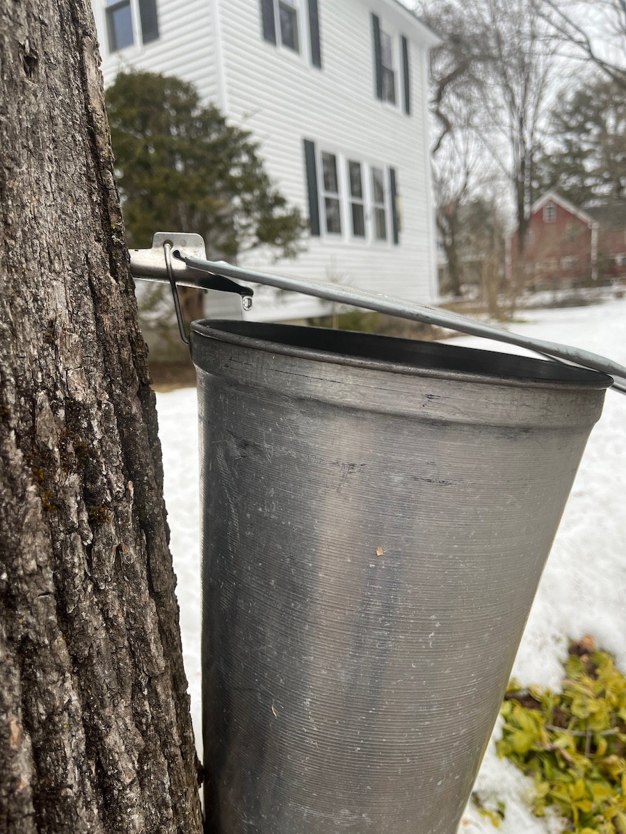 Maine Maple Weekend 2025: Where to Go and What to Do