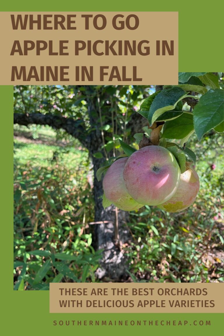 Our Favorite Spots To Go Apple Picking in Southern Maine