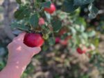 Our Favorite Spots To Go Apple Picking in Southern Maine