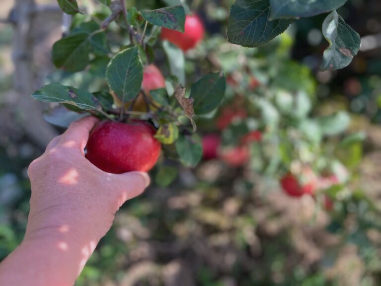 Our Favorite Spots To Go Apple Picking in Southern Maine