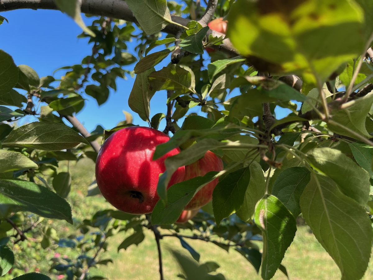 Our Favorite Spots To Go Apple Picking in Southern Maine