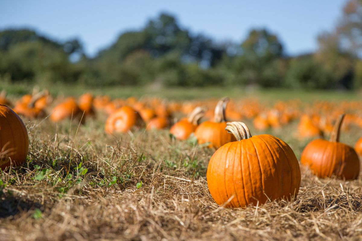 Maine Pumpkin Patches and Classic Corn Mazes