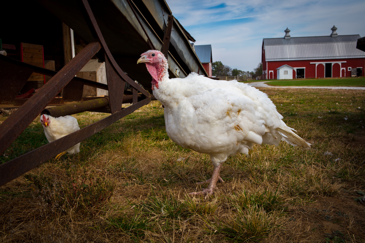 Buying a Farm Fresh Thanksgiving Turkey in Southern Maine
