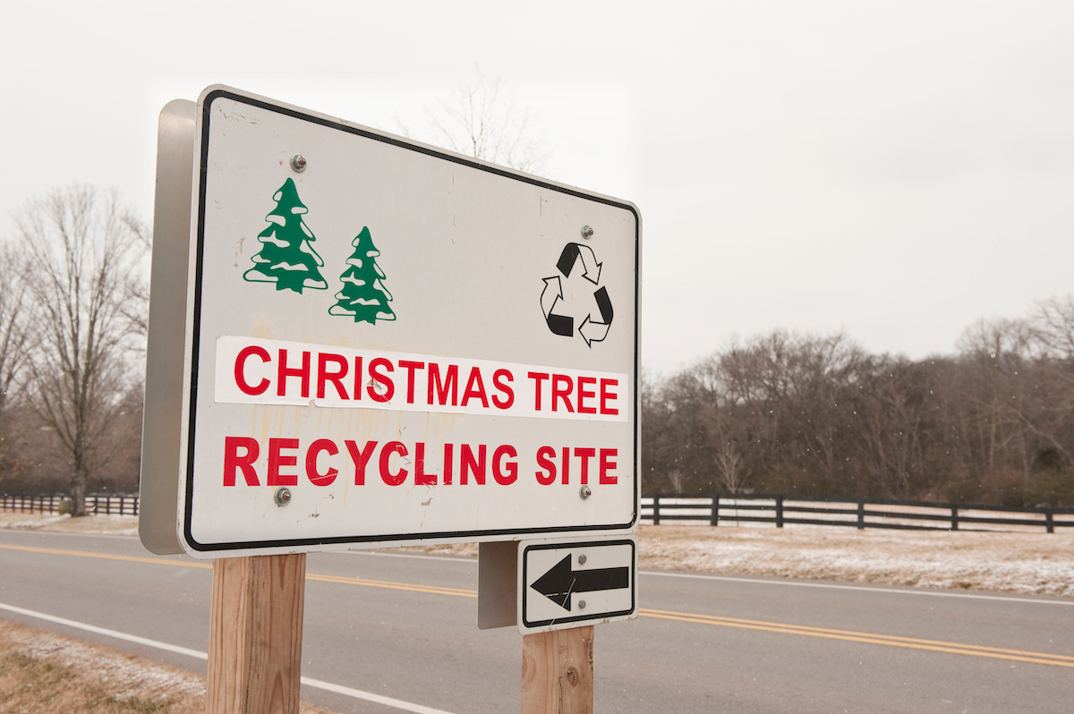 Recycle Your Christmas Tree: Where and How