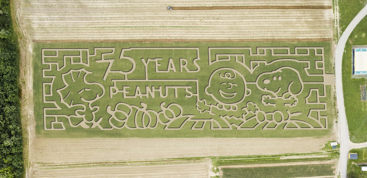 Peanuts Themed Corn Mazes For Fall