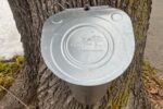 Tapping Maple Trees to Make Your Own Maple Syrup