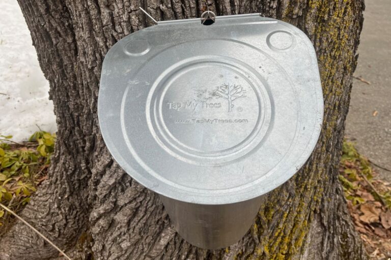 Tapping Maple Trees to Make Your Own Maple Syrup